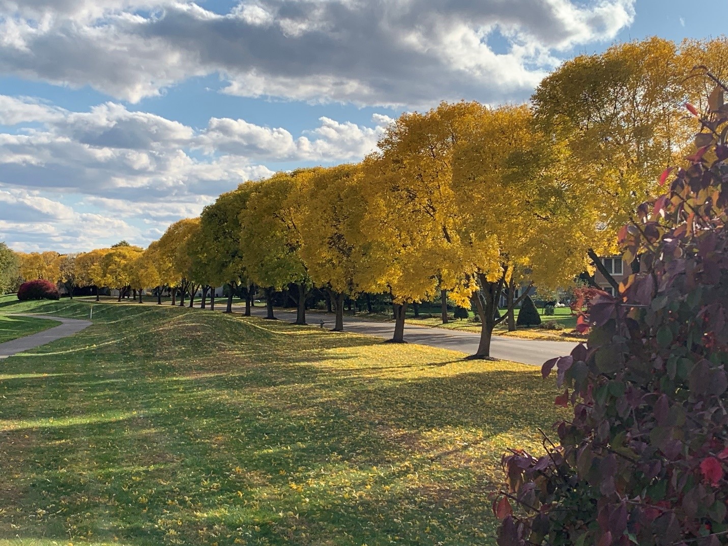 Forestry – City of Dublin, Ohio, USA