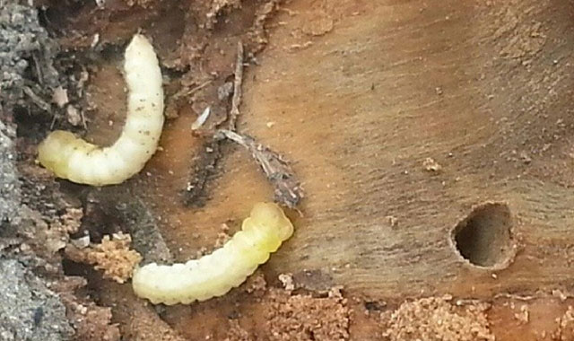 Ash Wood Borer Identification